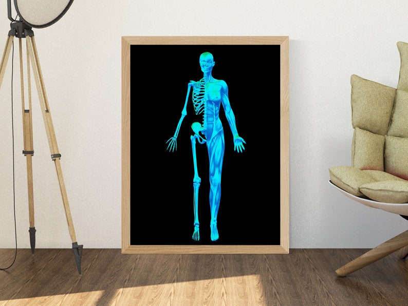 Human Anatomy Poster of Woman's Body Muscles - Etsy