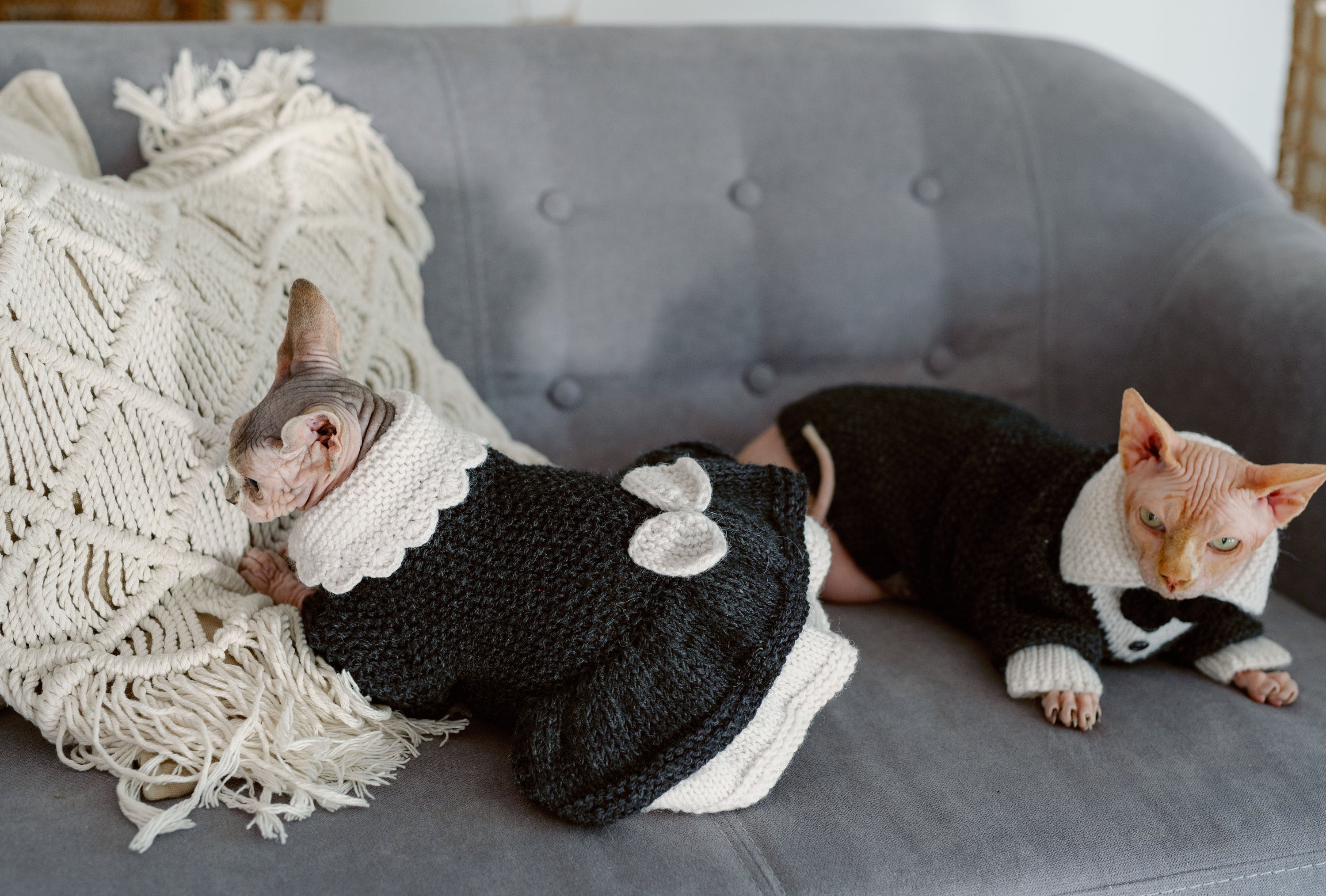 Cat Tuxedo With Bow Tie Sphynx Cat Dress Suit Hand Knit - Etsy