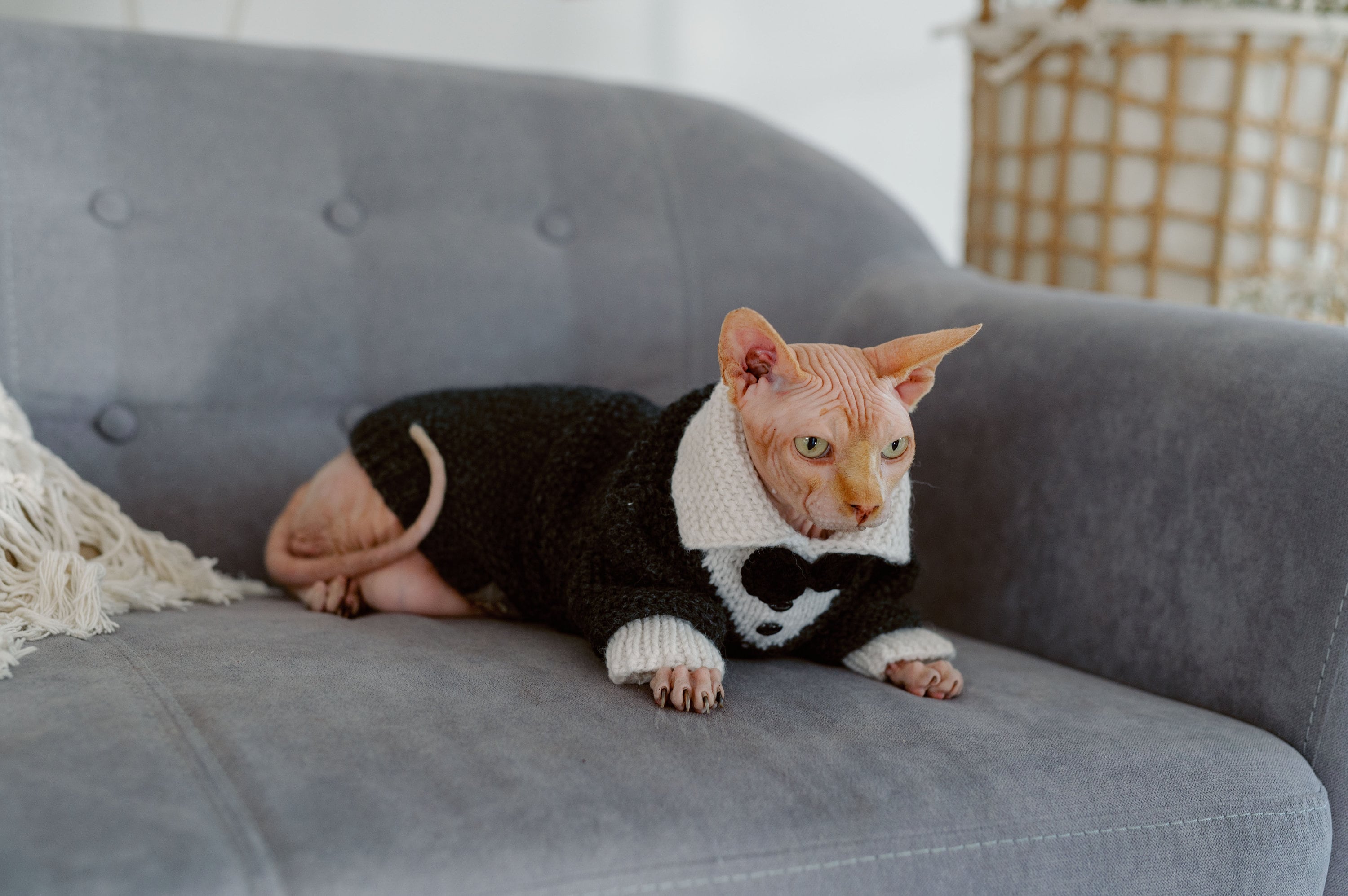 Cat Tuxedo With Bow Tie Sphynx Cat Dress Suit Hand Knit - Etsy