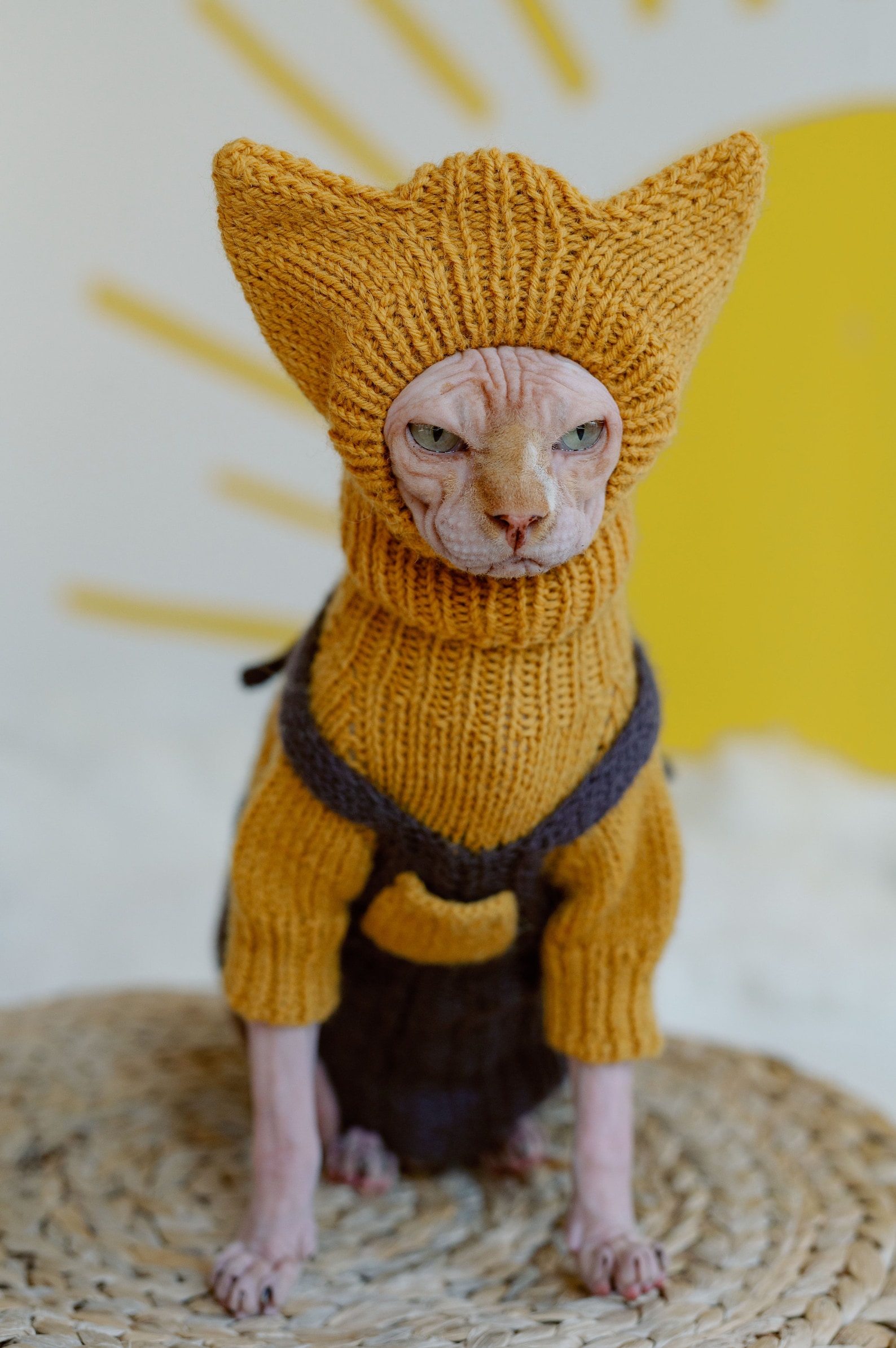 Cat Sweater and Hat Set Sphynx Cat Jumpsuit Hairless Cat Jumper and ...