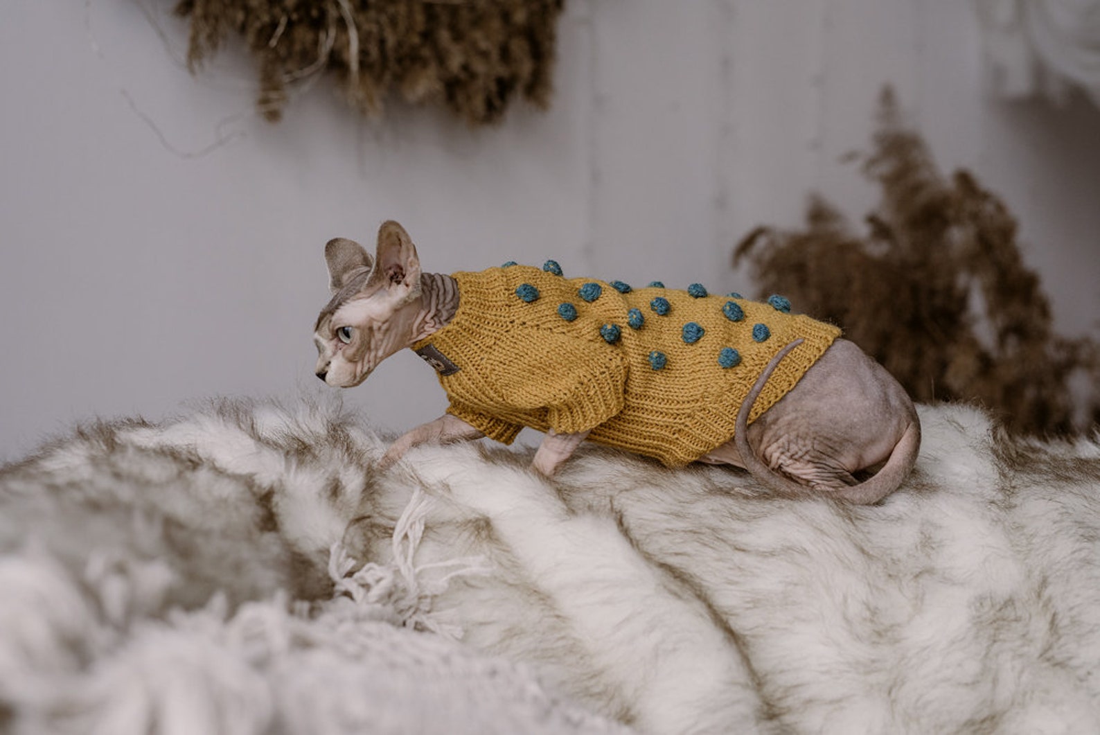Blue Sweater for Cat Devon Rex Clothes Hairless Cat Popcorn | Etsy