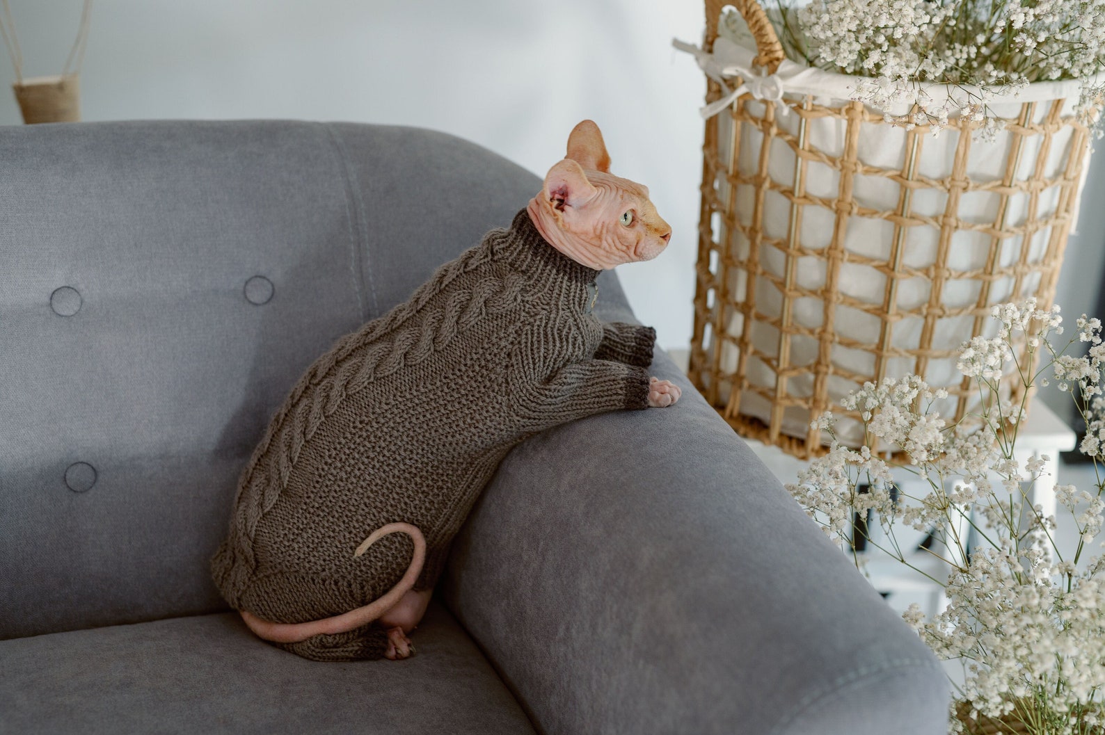Sphynx Cat Sweater and Hat Set Hand Knit Cat Jumpsuit Hairless Cat ...