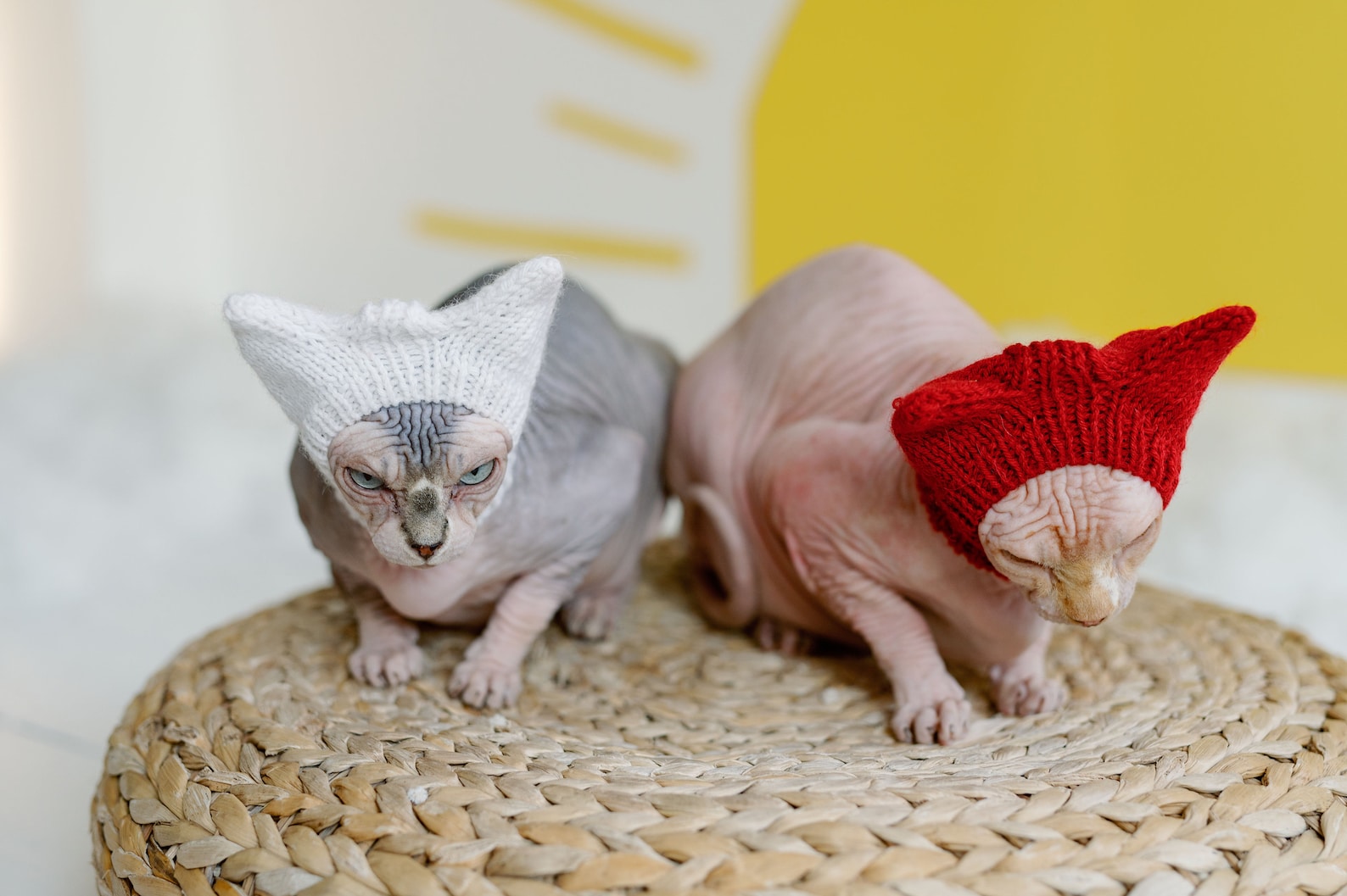 Yellow Cat Hat Hand Knit Sphynx Cat Accessories Pet Winter Beanie for ...