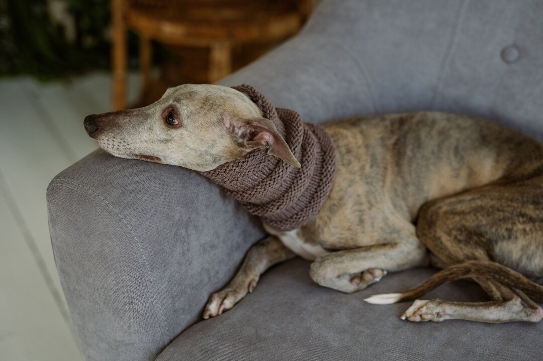 Hand Knit Snood for Dog Whippet Neck Warmer Hand Knit Greyhound Scarf ...