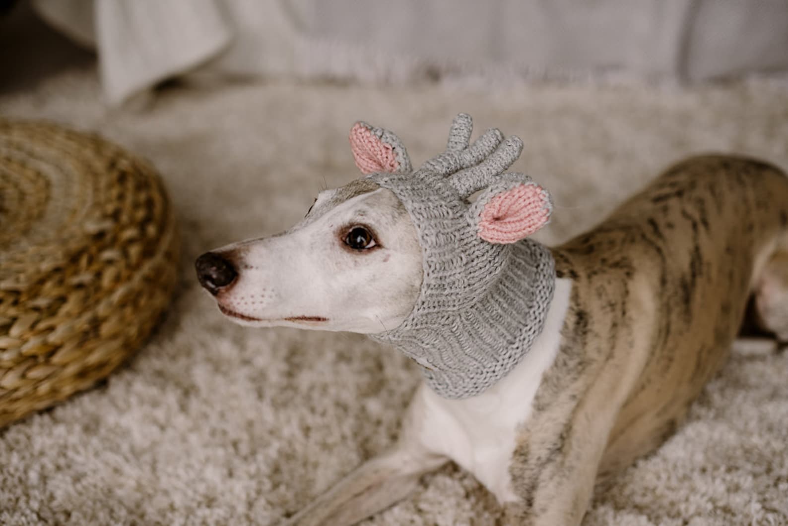 Reindeer Dog Hat Hand Knit Dog Snood Whippet Ear Warmer - Etsy