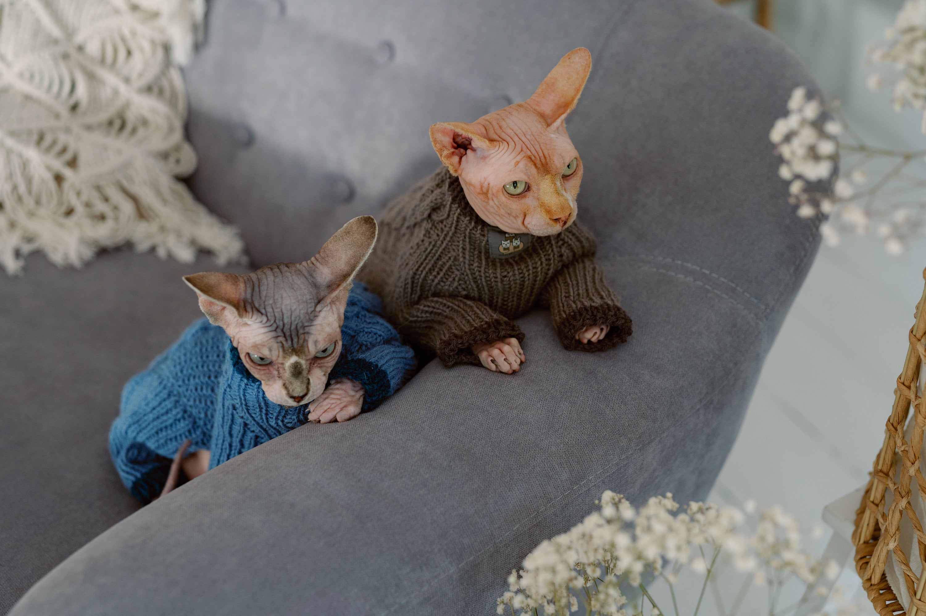 Sphynx Katzen Pullover und Mütze im Set Handgestrickter Katzen Overall ...