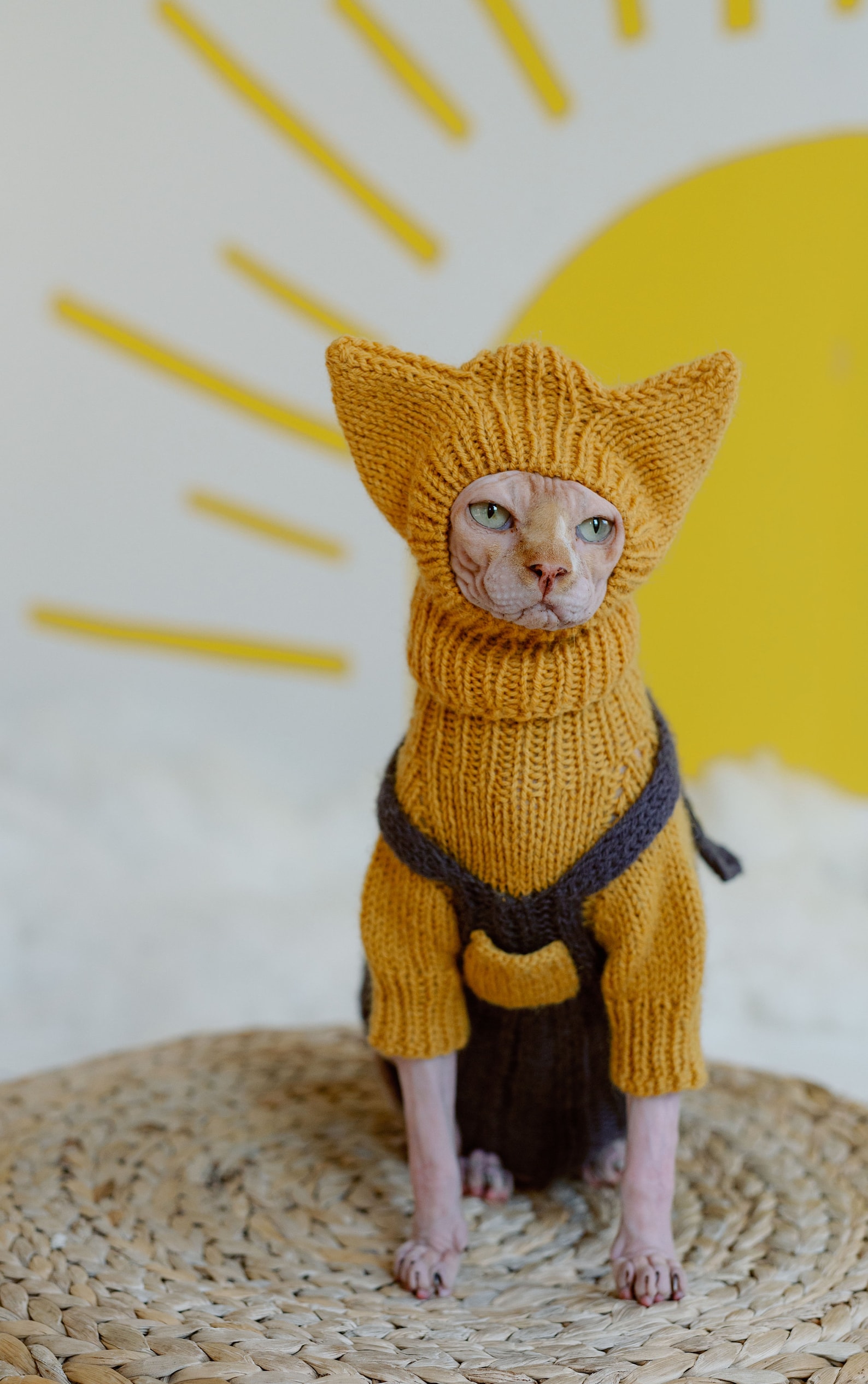 Yellow Cat Hat Hand Knit Sphynx Cat Accessories Pet Winter Beanie for ...