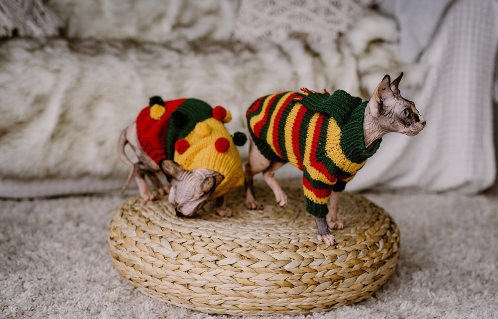 Hairless cat hand knit sweater with scarf Warm striped sphynx | Etsy