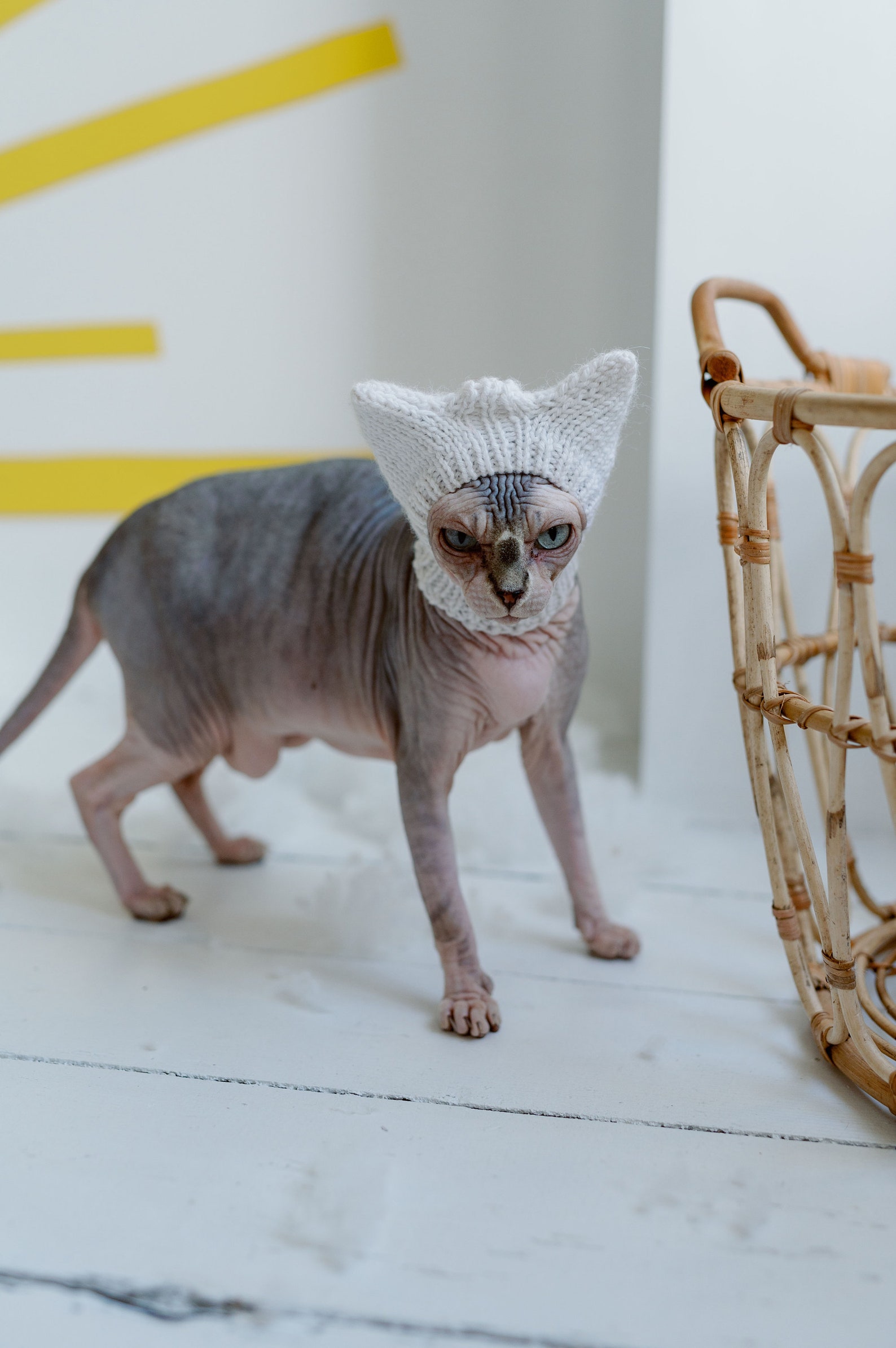 White Cat Hat Sphynx Cat Accessories Pet Beanie Hand Knit Hat for ...