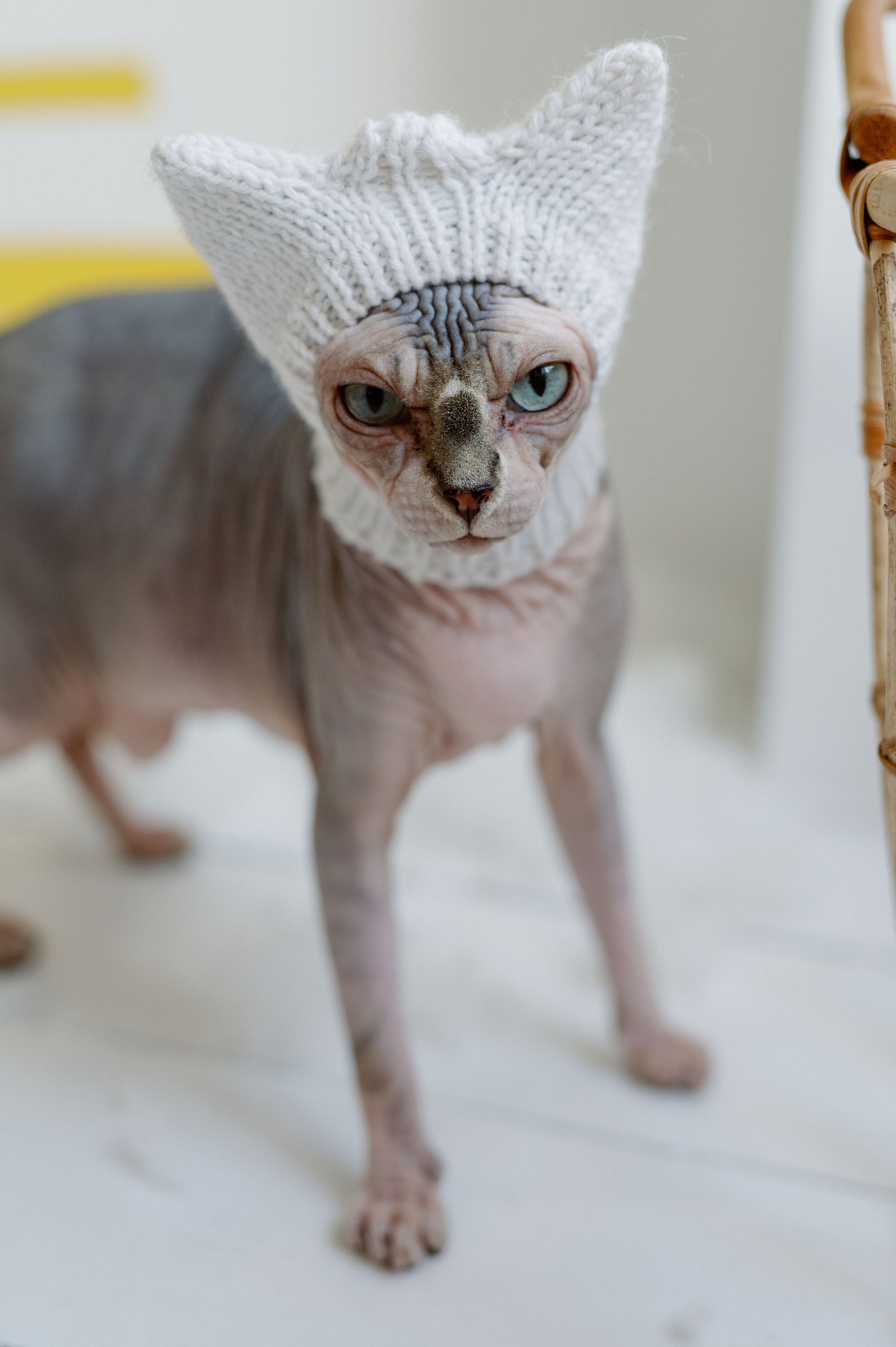 Yellow Cat Hat Hand Knit Sphynx Cat Accessories Pet Winter Beanie for ...