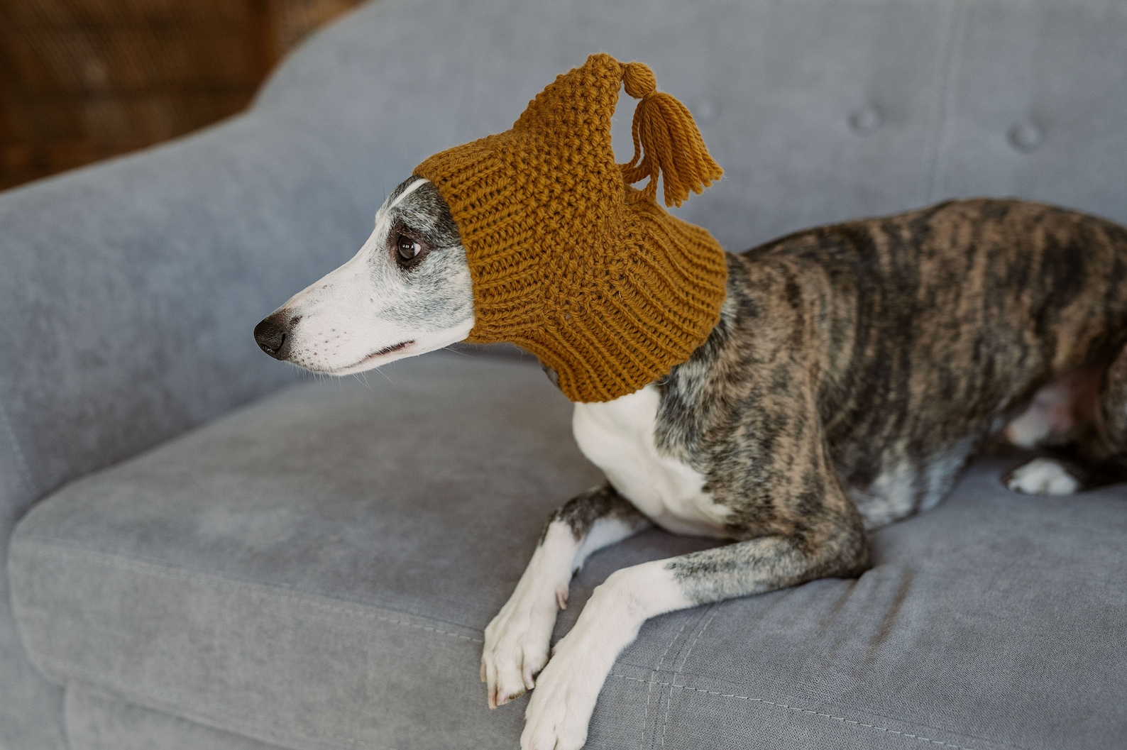 Dog Hat Hand Knit Beanie Wool Greyhound Hat Large Dog Accessories ...