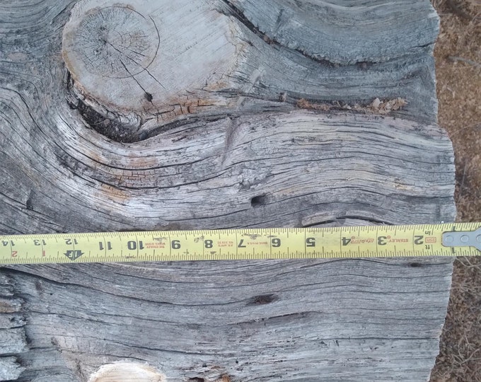 Bristlecone Pine Tree Log From High in the Colorado Rockies 10 in ...