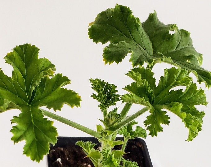 Cedar Scented Geranium, Scented Leaves That Smell Like Evergreen ...