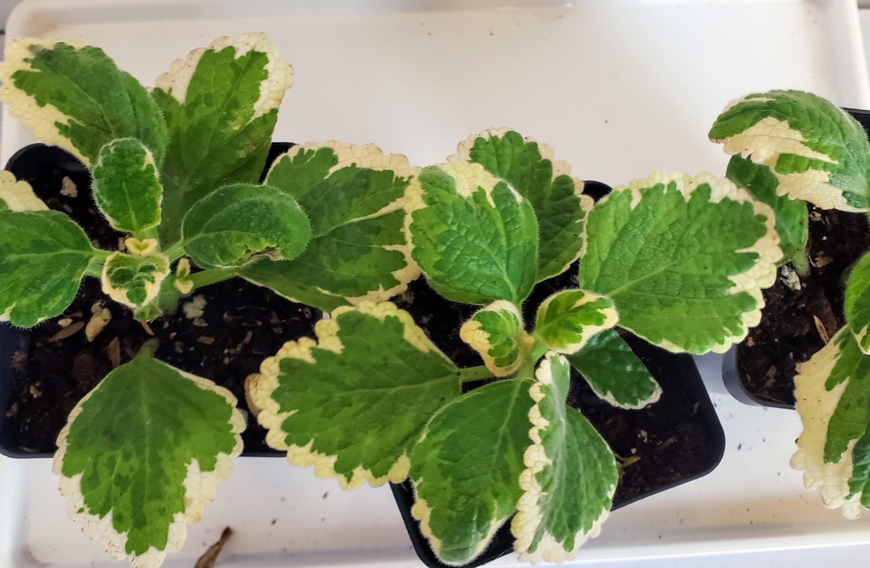 Upright White Edge Swedish Ivy Plectranthus ciliatus | Etsy