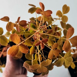Orange Oxalis, Oxalis Vulcanicola, Pretty Orange Leaves on This Fast ...