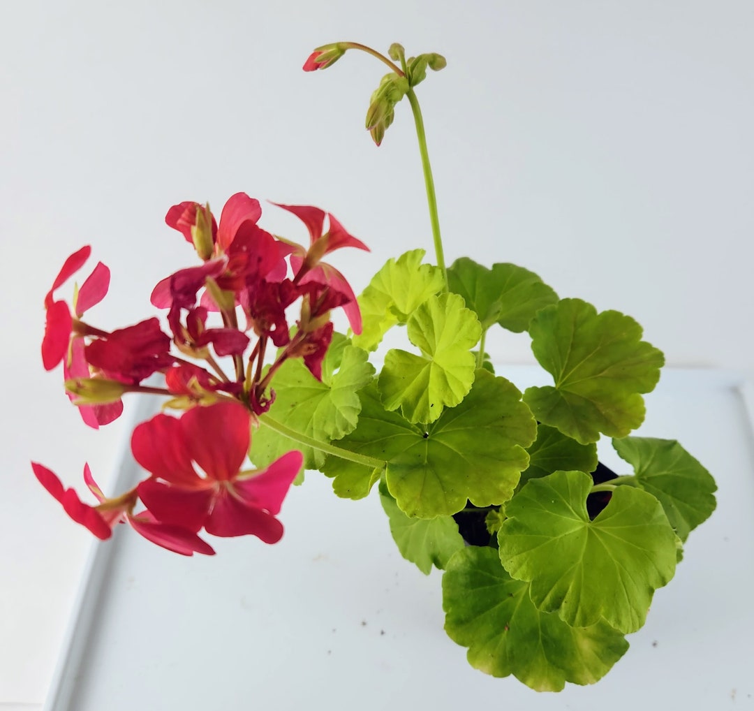 Persian Queen Geranium, Golden Chartreuse Leaves and Neon Pink Flowers ...