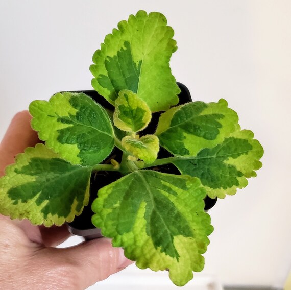 Upright Gold Edge Swedish Ivy Plectranthus ciliatus | Etsy