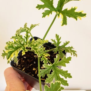 Grey Lady Plymouth Scented Geranium, Antique Variety With Rose/fruity ...