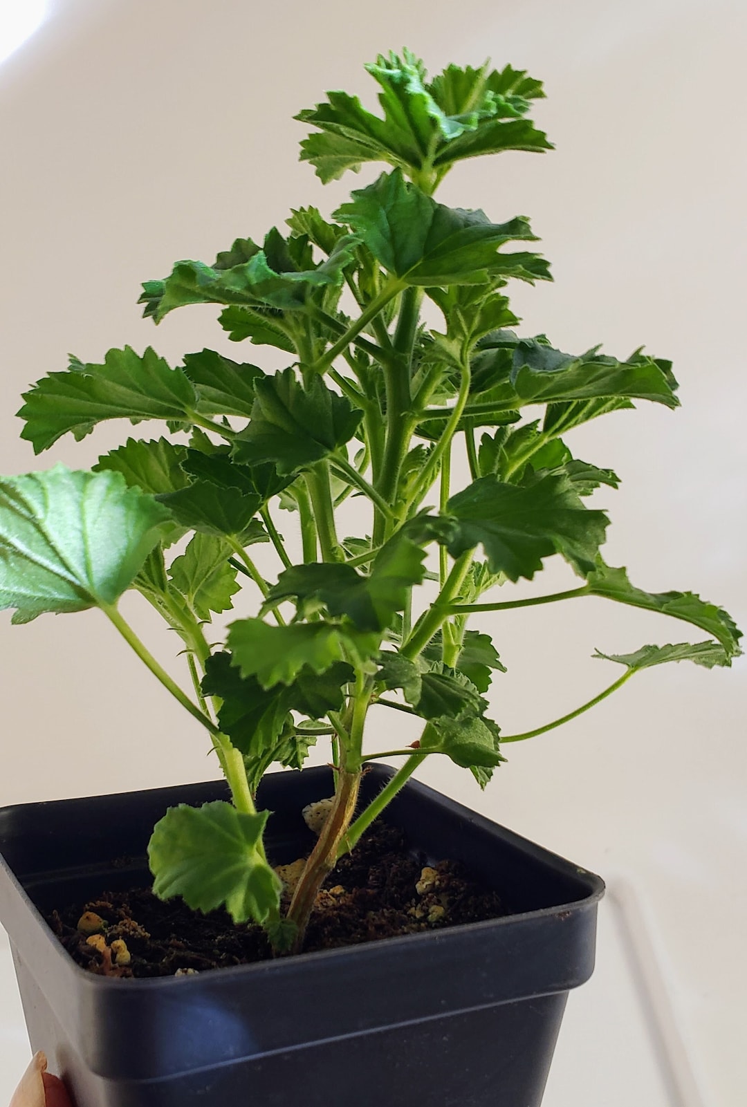 Strawberry Scented Geranium - Etsy