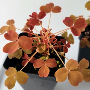 Orange Oxalis, Oxalis Vulcanicola, Pretty Orange Leaves on This Fast ...