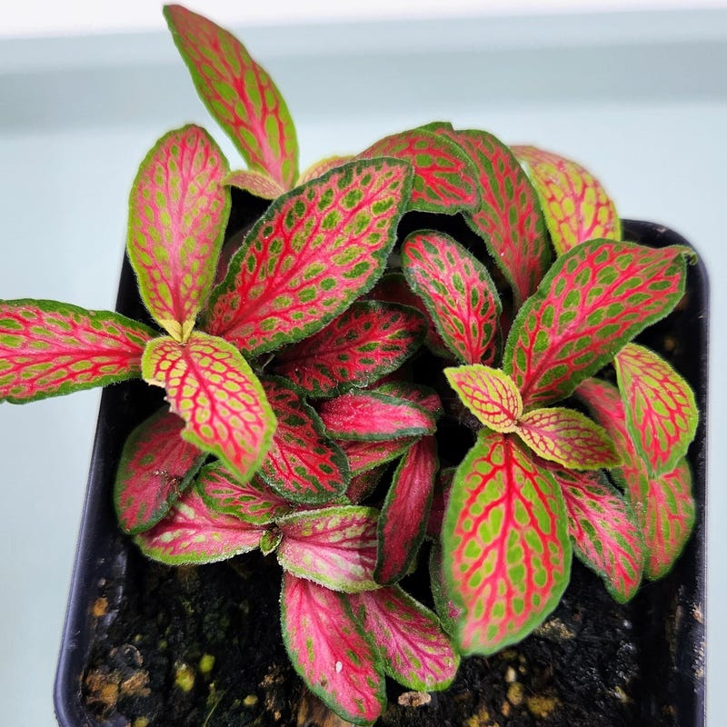 Fittonia - Etsy