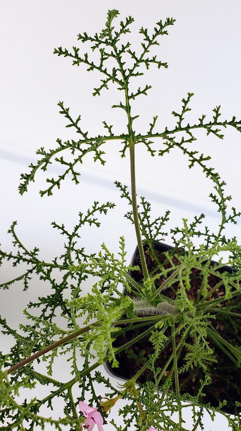 Fern Leaf Geranium Pelargonium Denticulatum - Etsy