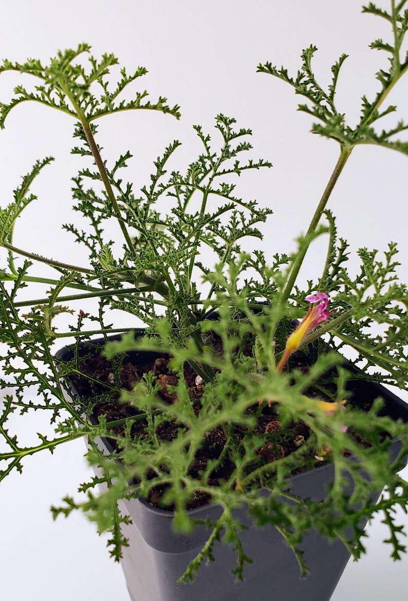Fern Leaf Geranium Pelargonium Denticulatum - Etsy