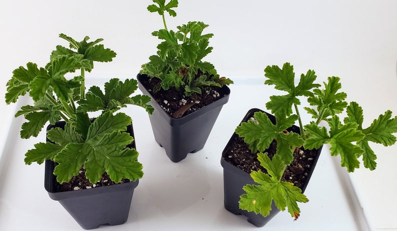 Peach Scented Geranium Plant, Large Leaf, Robust Grower - Etsy