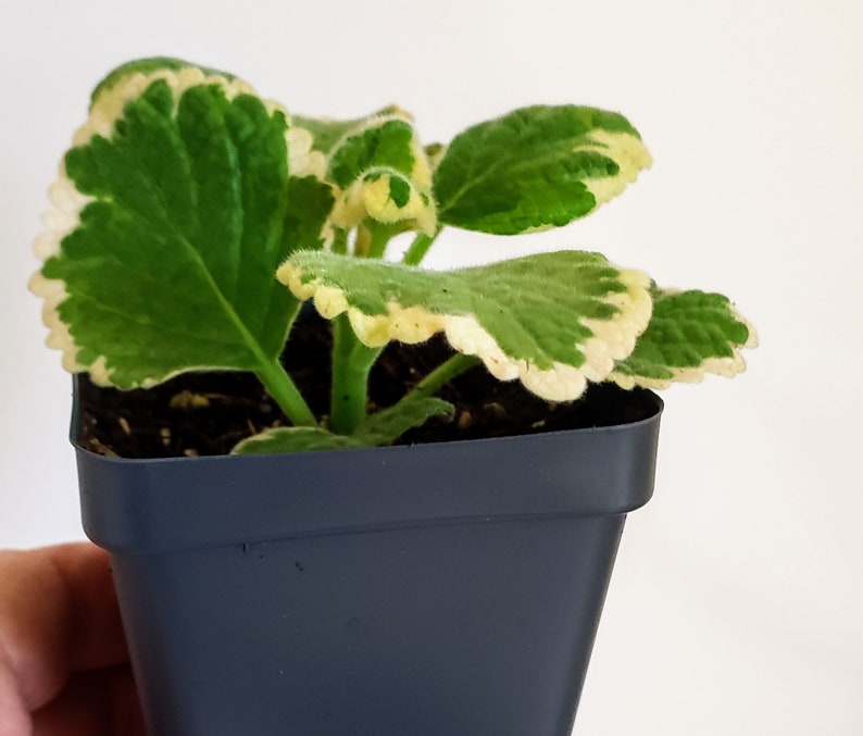 Upright White Edge Swedish Ivy Plectranthus ciliatus | Etsy