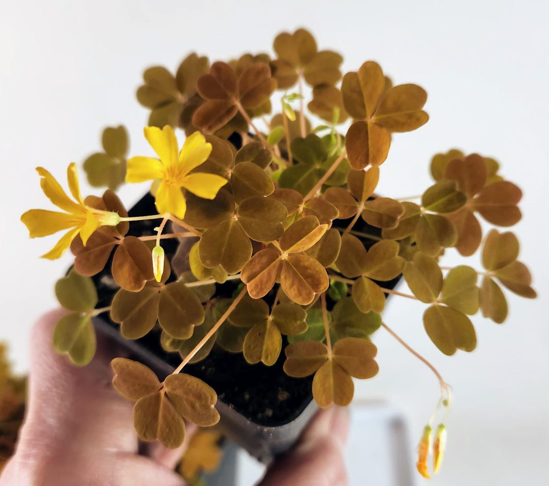 Orange Oxalis, Oxalis Vulcanicola, Pretty Orange Leaves on This Fast ...