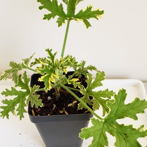 Grey Lady Plymouth Scented Geranium, Antique Variety With Rose/fruity ...