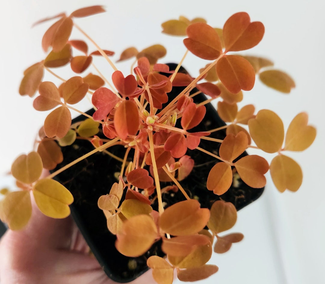 Orange Oxalis, Oxalis Vulcanicola, Pretty Orange Leaves on This Fast ...