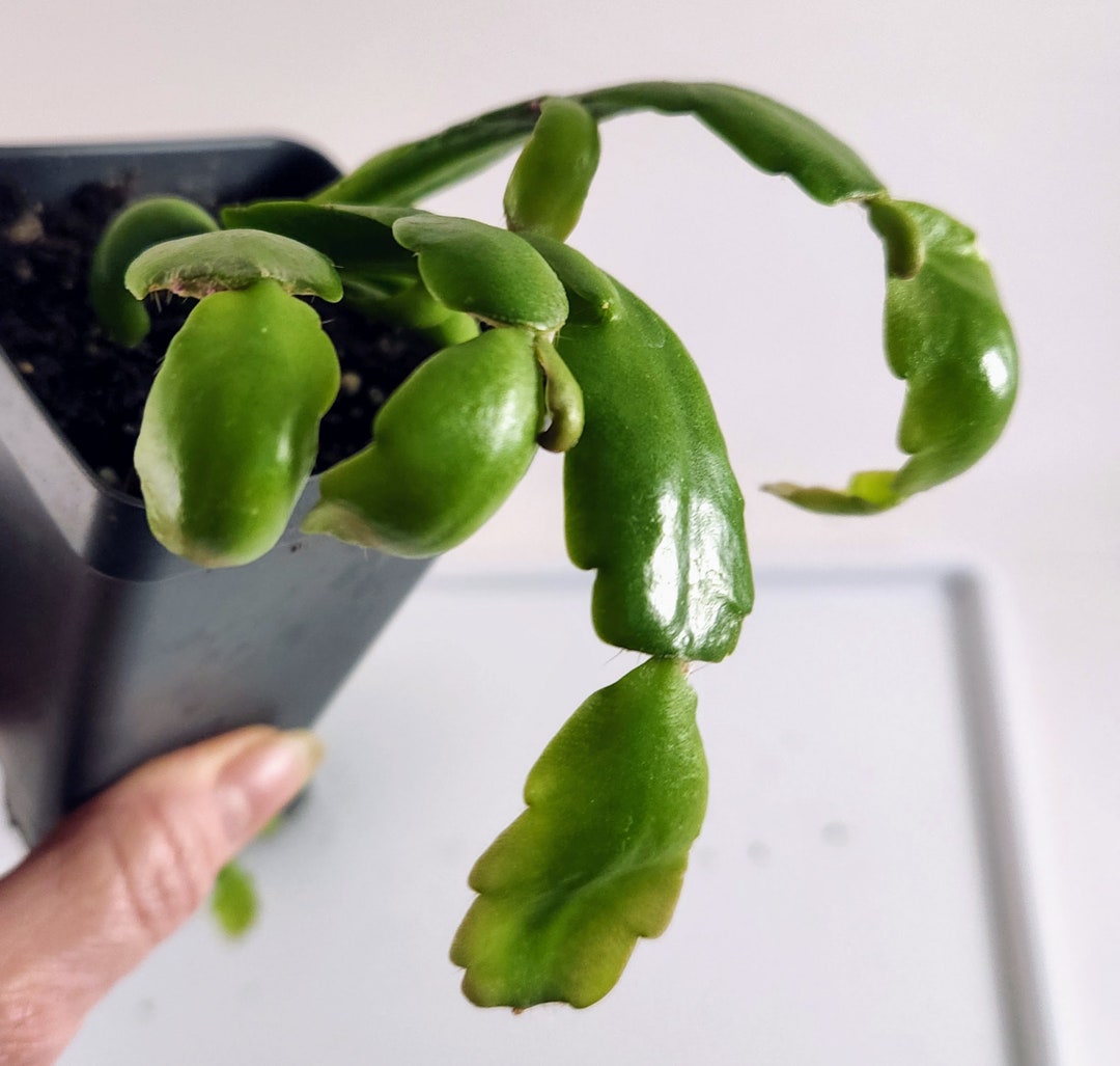 True Christmas Cactus, Schlumbergera Buckleyi, From an Antique Plant ...