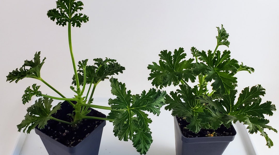 Apricot Scented Geranium, Rose-pink Flowers - Etsy