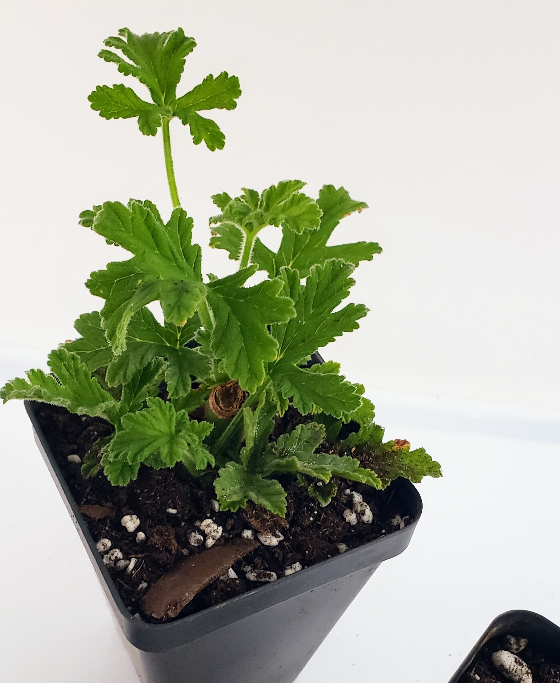 Peach Scented Geranium Plant, Large Leaf, Robust Grower - Etsy
