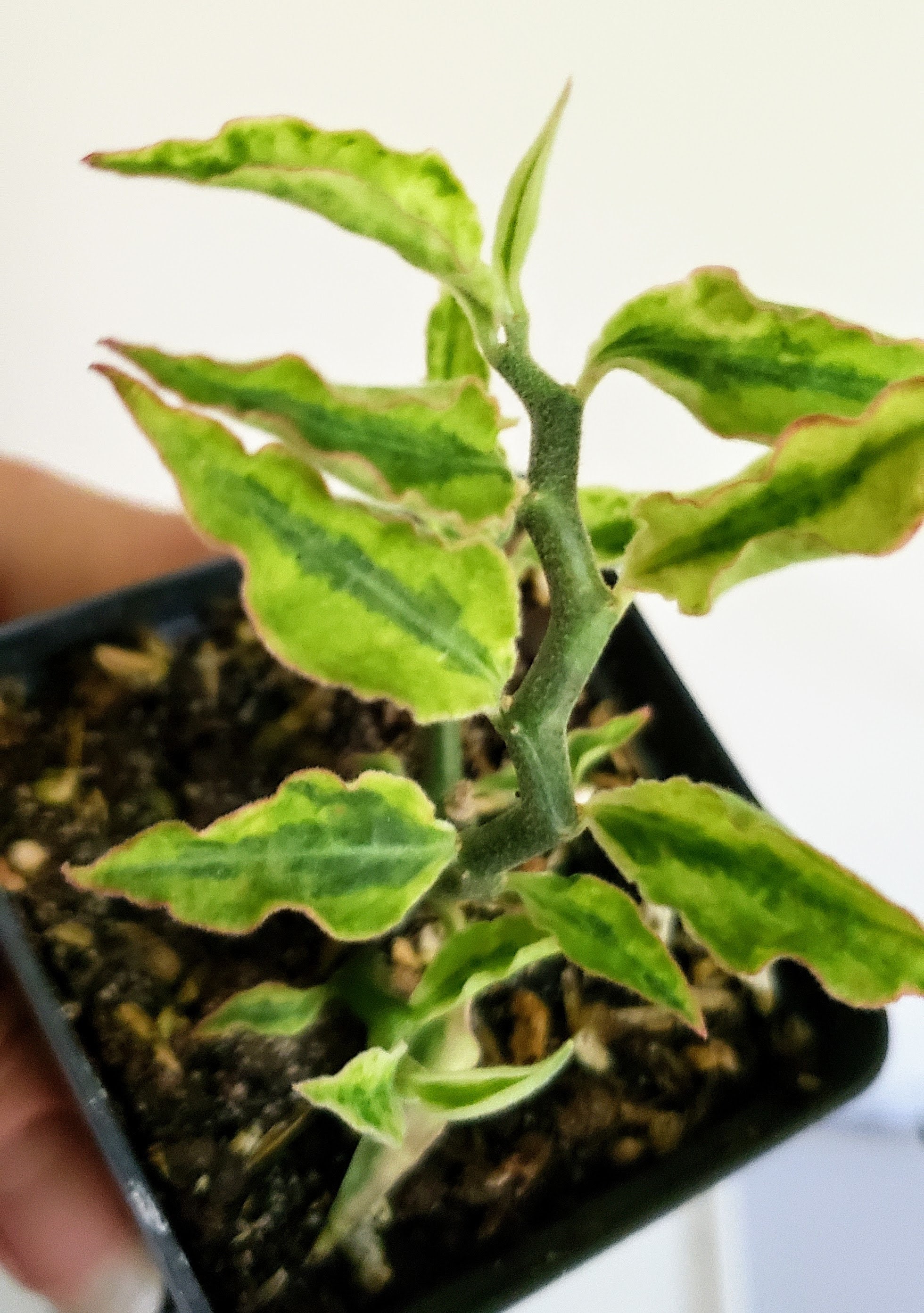Variegated Devil's Backbone Pedilanthus tythamaloides | Etsy