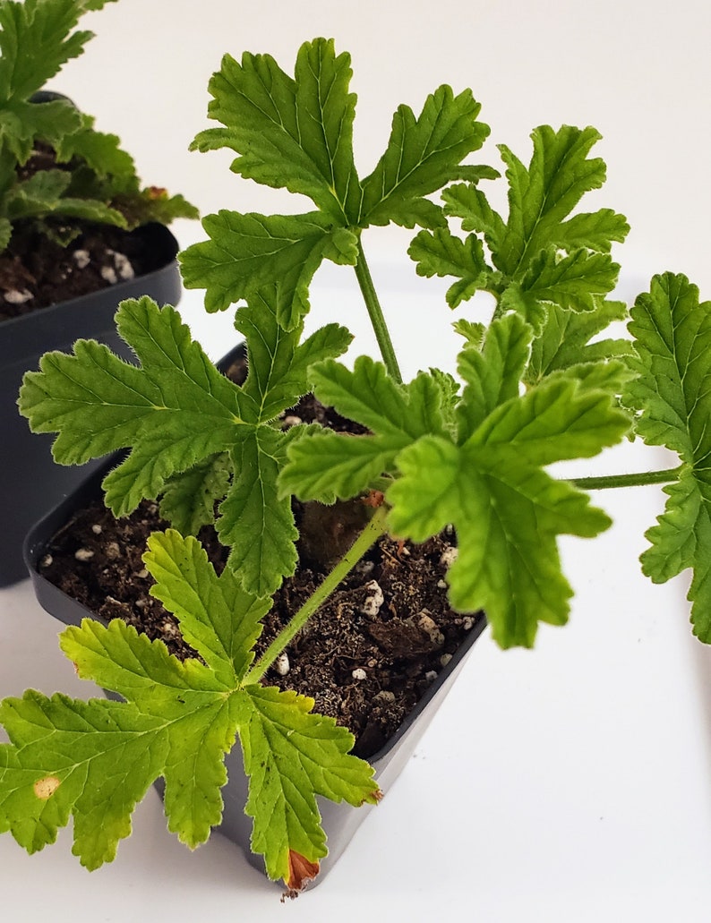 Peach Scented Geranium Plant, Large Leaf, Robust Grower - Etsy