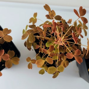 Orange Oxalis, Oxalis Vulcanicola, Pretty Orange Leaves on This Fast ...