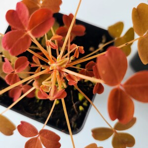 Orange Oxalis, Oxalis Vulcanicola, Pretty Orange Leaves on This Fast ...