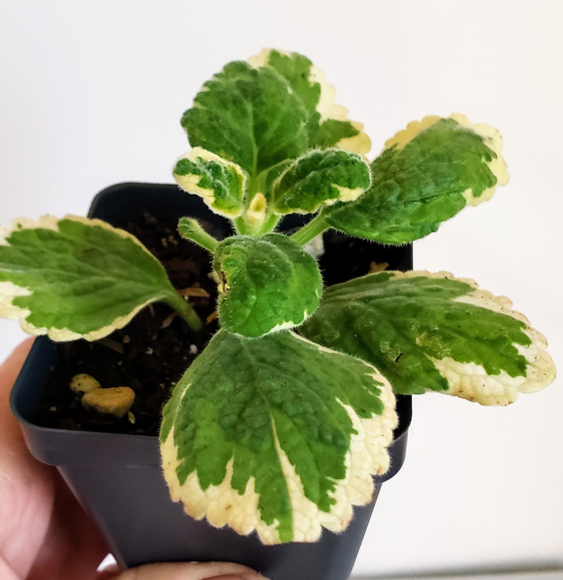 Upright White Edge Swedish Ivy Plectranthus ciliatus | Etsy