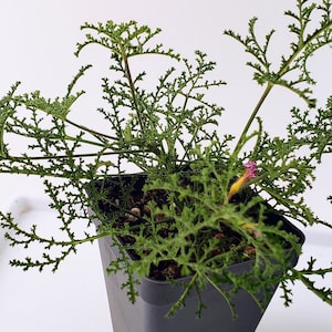 Fern Leaf Geranium, Pelargonium Denticulatum 'filicifolium,' Scented ...