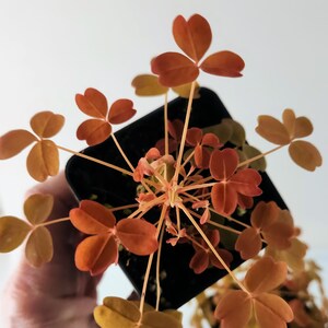 Orange Oxalis, Oxalis Vulcanicola, Pretty Orange Leaves on This Fast ...