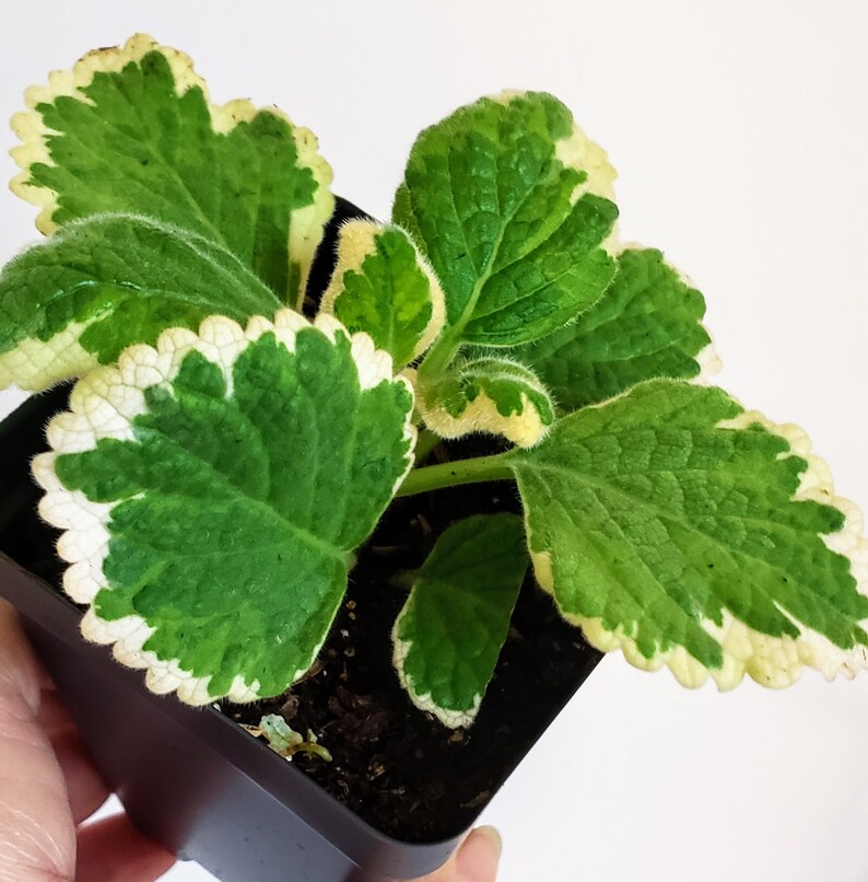Upright White Edge Swedish Ivy Plectranthus ciliatus | Etsy