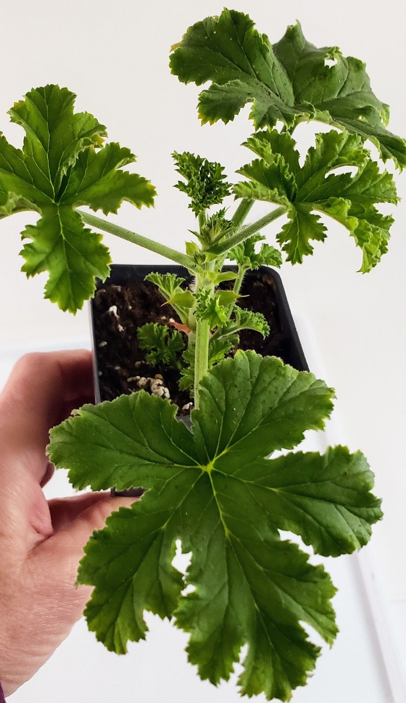 Cedar Scented Geranium Scented Leaves That Smell Like - Etsy