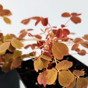 Orange Oxalis, Oxalis Vulcanicola, Pretty Orange Leaves on This Fast ...