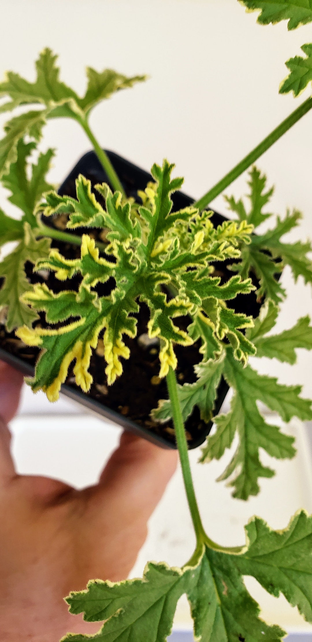 Grey Lady Plymouth Scented Geranium, Antique Variety With Rose/fruity ...