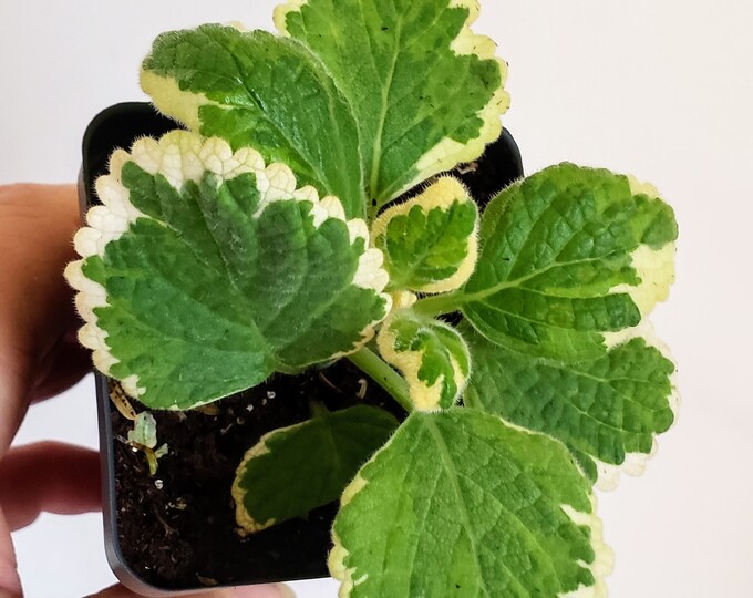 Upright White Edge Swedish Ivy, Plectranthus Ciliatus, Attractive White ...