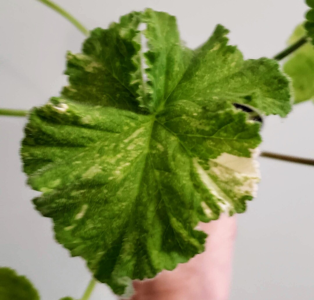 Snowflake Scented Geranium, Fuzzy Leaves With White Variegation - Etsy