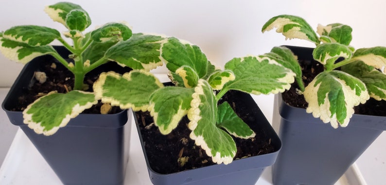 Upright White Edge Swedish Ivy Plectranthus ciliatus | Etsy