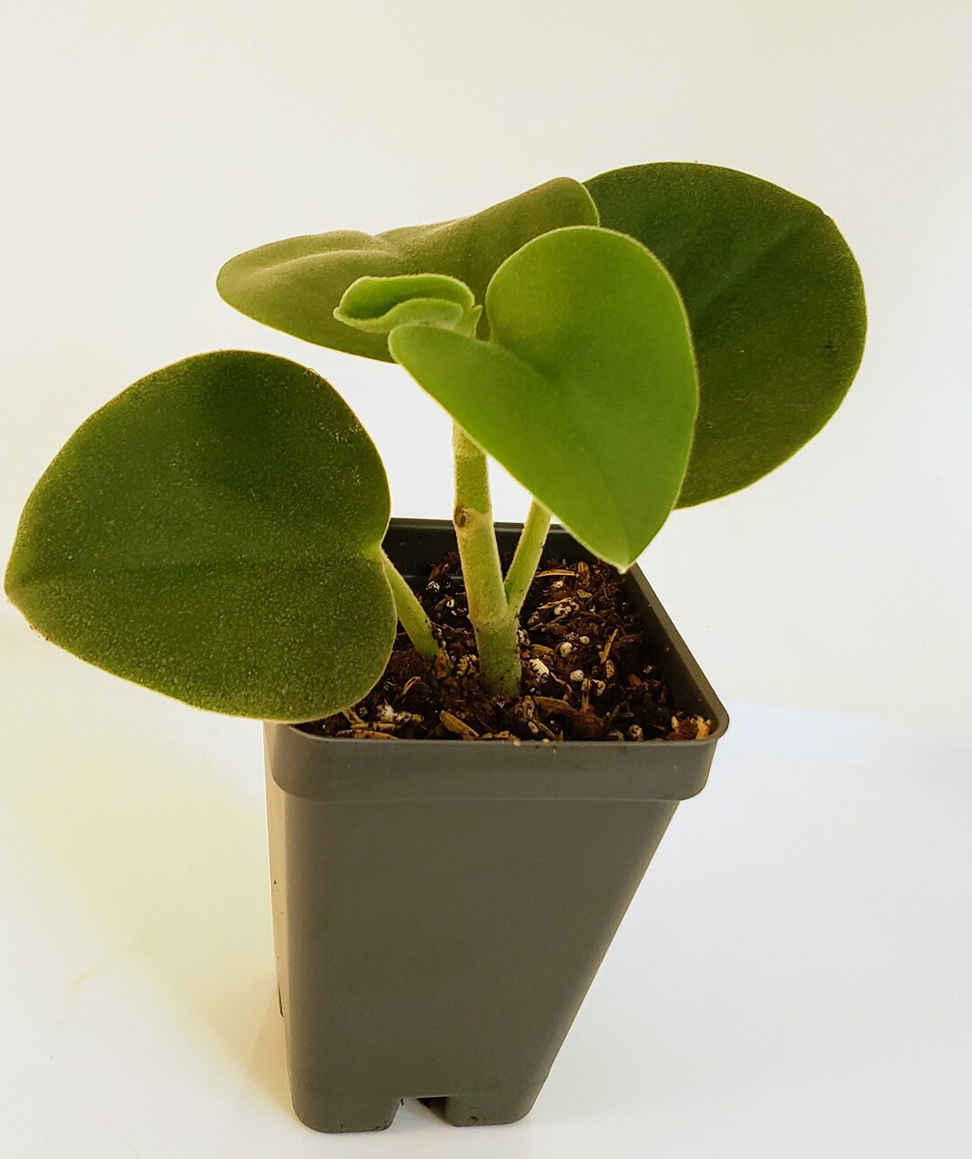 Peperomia Incana, Super Soft Fuzzy Leaves! - Etsy